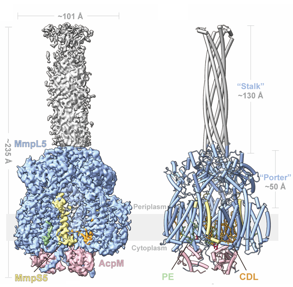 张兵/饶子和团队揭示结核分枝杆菌关键外排转运复合体结构