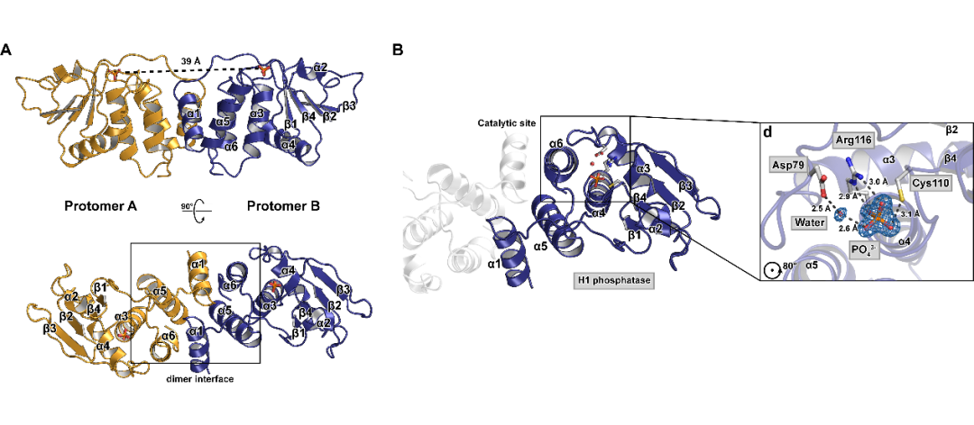 免化所杨海涛团队成功解析猴痘病毒潜在药物靶点的三维空间结构