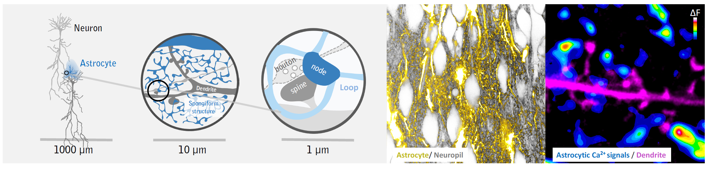 3D-STED Super-Resolution Microscopy Unravels the Mystery of Astrocytes ...