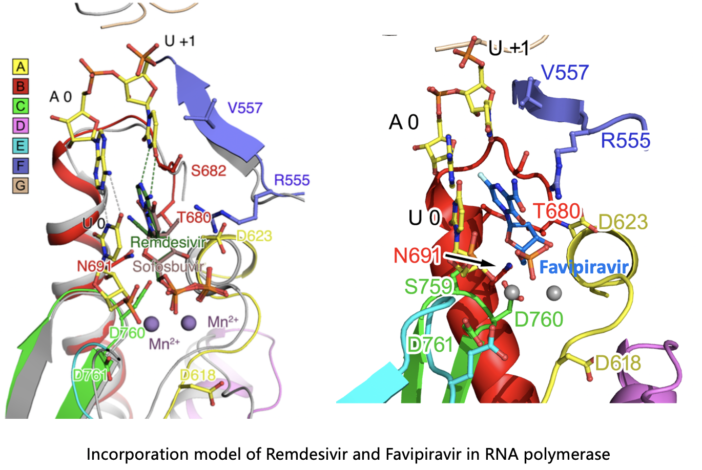 Structure of RNA-Dependent RNA Polymerase - a Major Antiviral Drug ...