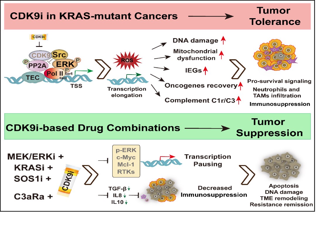 免化所免疫化学生物学课题组合作提出靶向CDK9与KRAS信号通路协同抗KRAS突变肿瘤并克服耐药的新机制